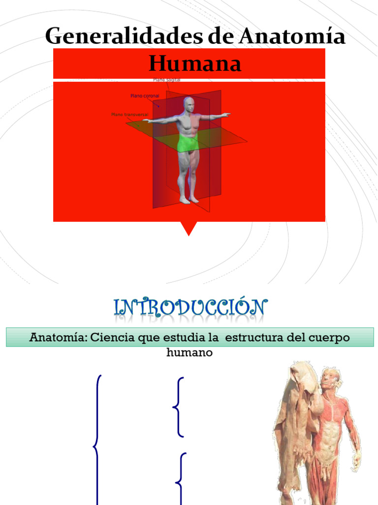 Generalidades Anatomia Humana Enfermeria | PDF | Anatomía | Términos ...