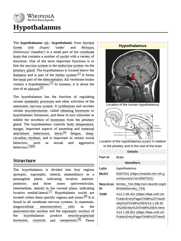 Understanding the Hypothalamus Functions | PDF | Hypothalamus ...