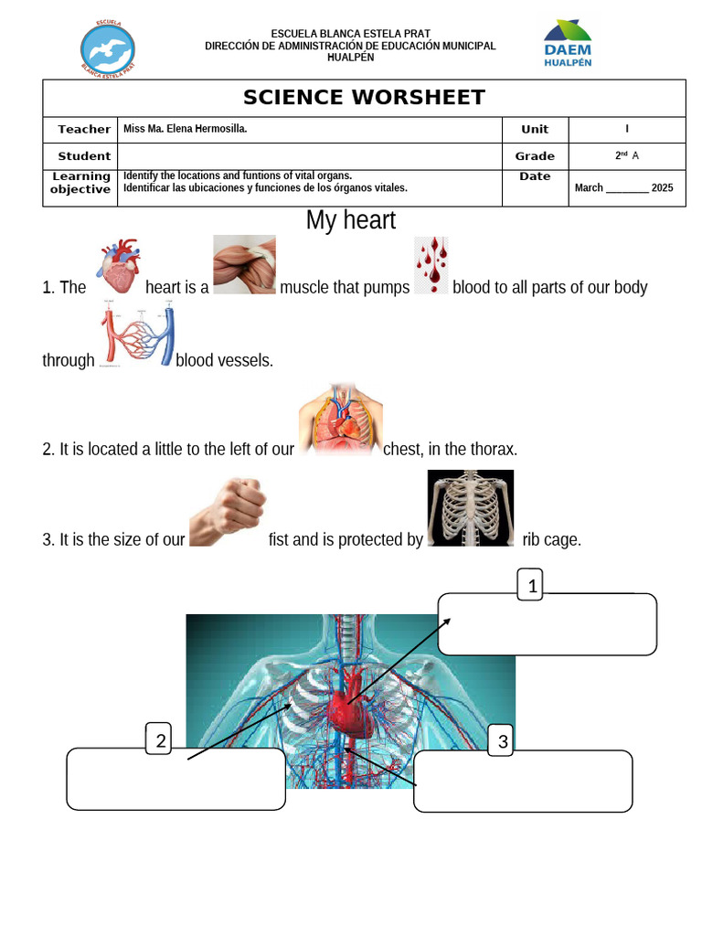 2nd Grade Science: Vital Organs Worksheet | PDF
