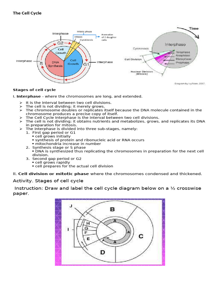 The-Cell-Cycle | PDF