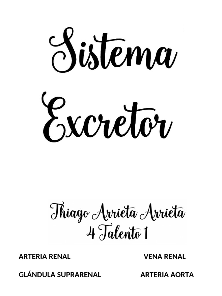 Arteria Renal Vena Renal | PDF