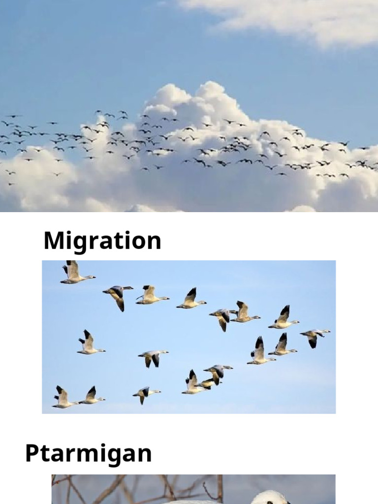 Bird Migration | PDF