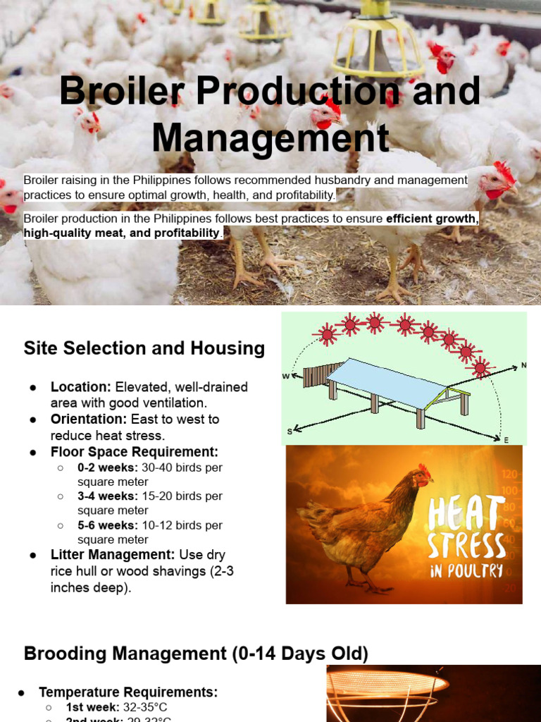 Zenag Broiler Production Guide | PDF