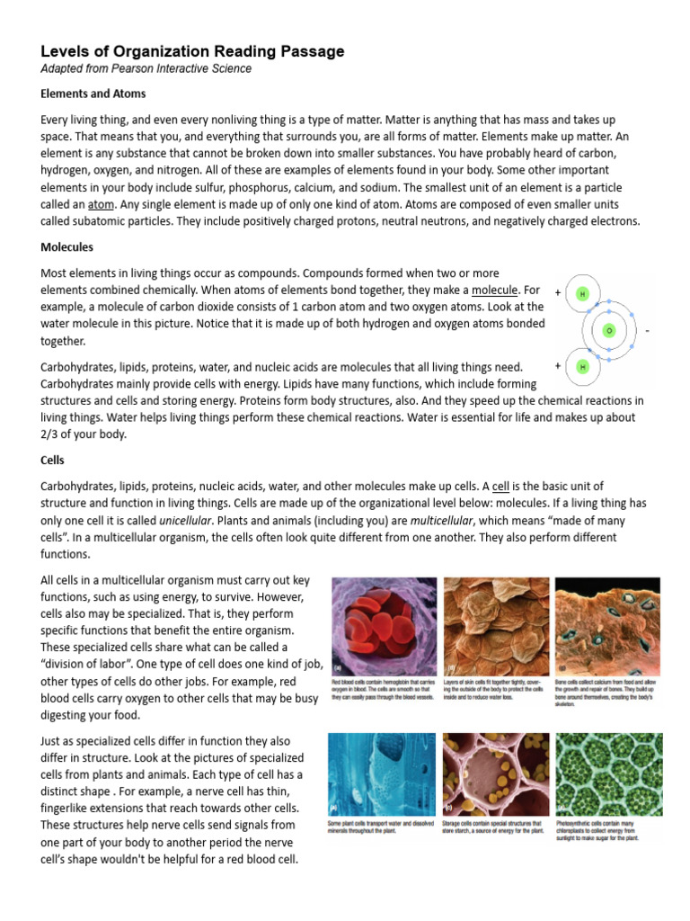 Levels of Organization Reading Passage | PDF | Chemical Elements | Cell ...