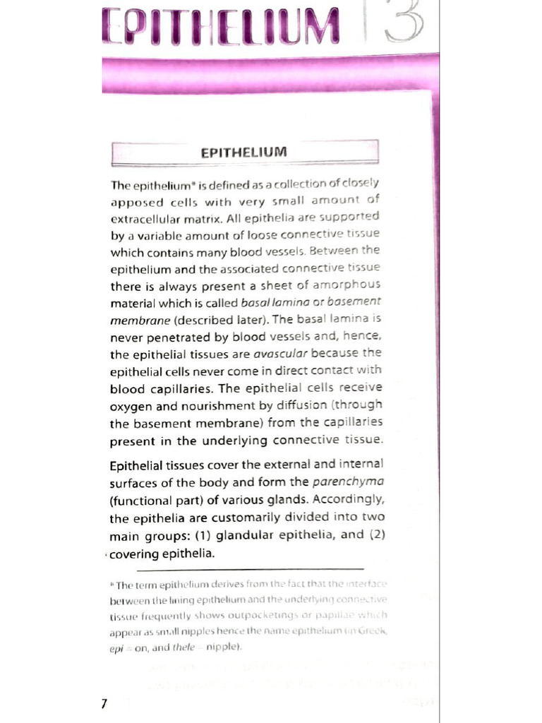 Epithelium (Anatomy) | PDF
