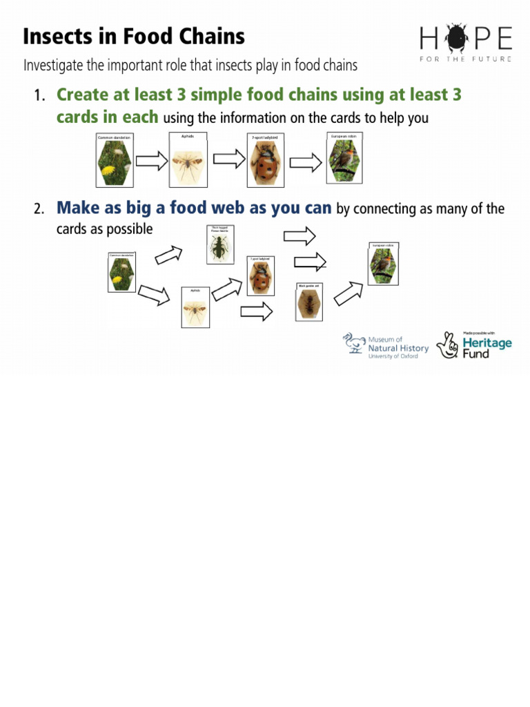 Insects in Food Chains Hope Activity Ou MNH PDF | PDF | Bees | Wasp