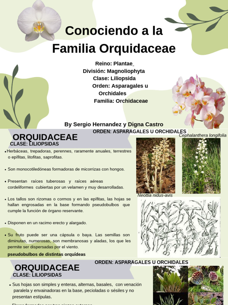 Subfamilias de Orquidáceas: Apostasioideae | PDF | Plantas | Botánica