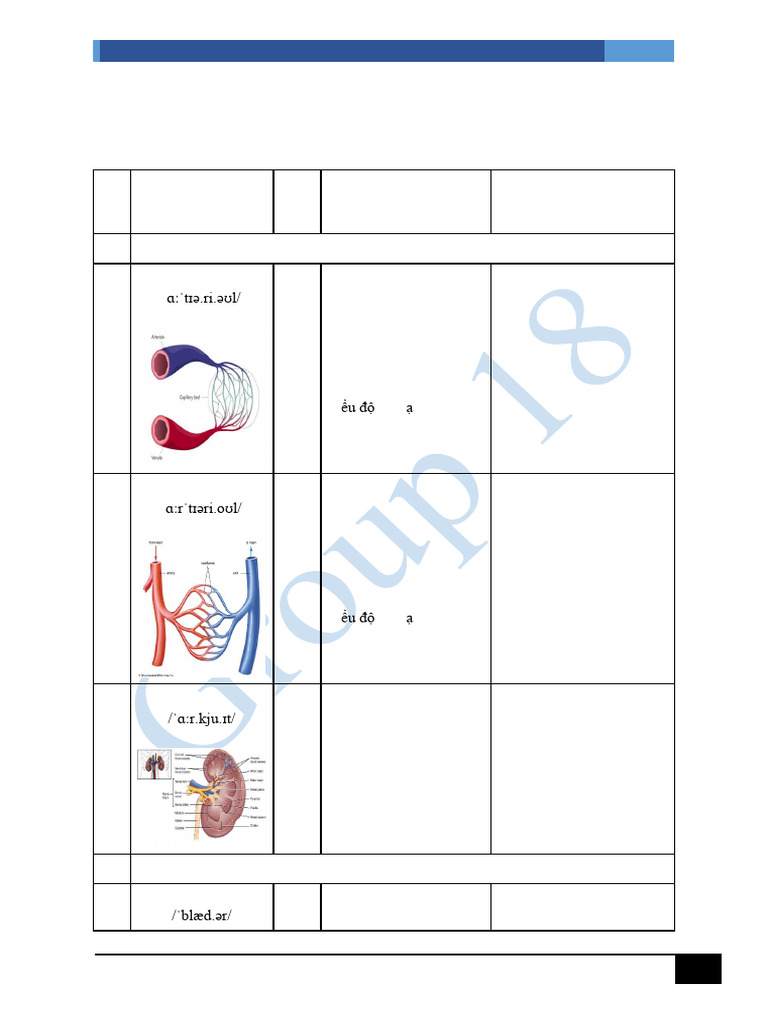 Urinary System Vocabulary Overview | PDF | Kidney | Peritoneum