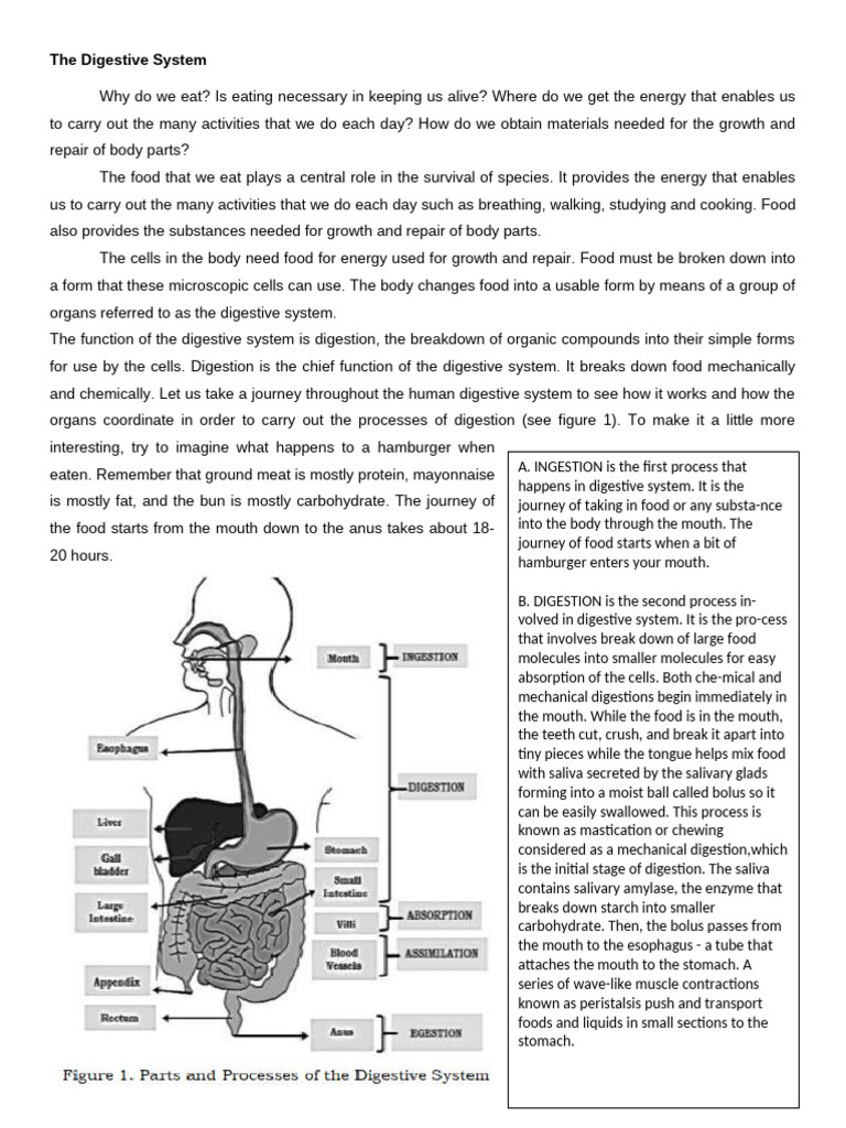 The Digestive System NOTES | PDF | Small Intestine | Digestion