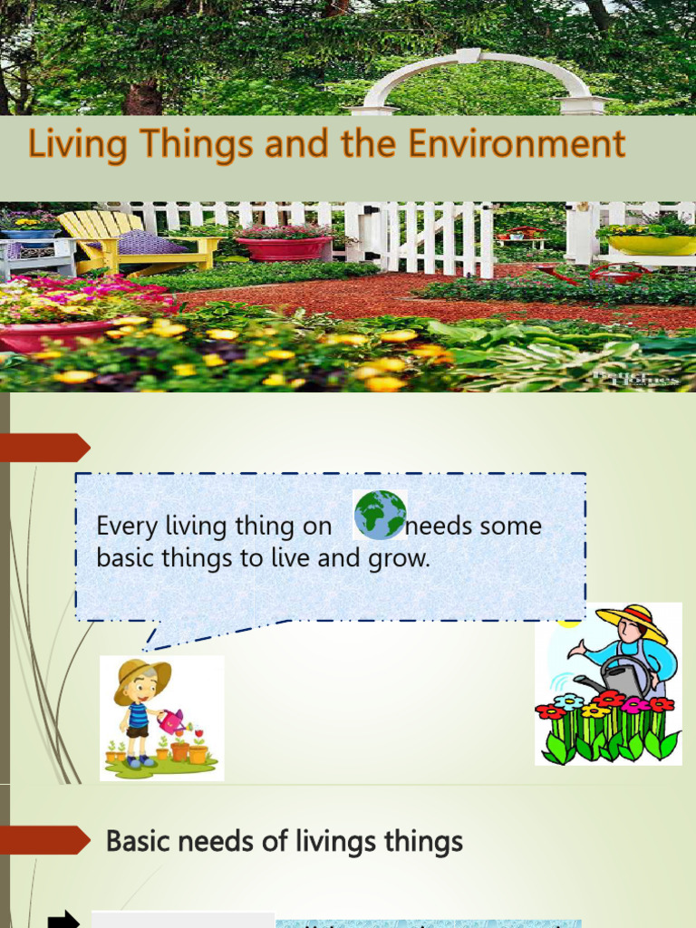 Basic Needs of Living Things | PDF | Plants | Foods