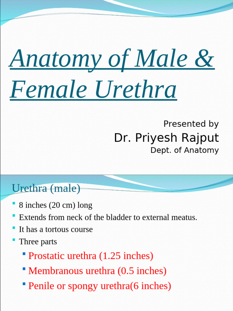 Anatomy of Male & Female Urethra | PDF