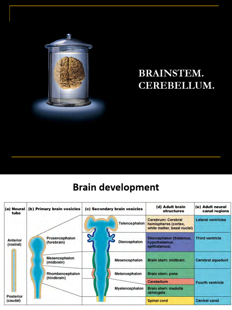 Brainstem and Cerebellum Overview | PDF | Cerebellum | Brainstem