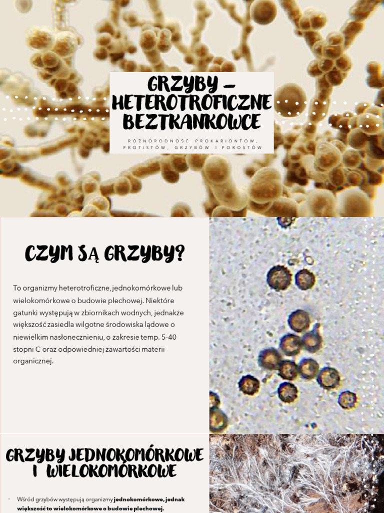 GRZYBY | PDF