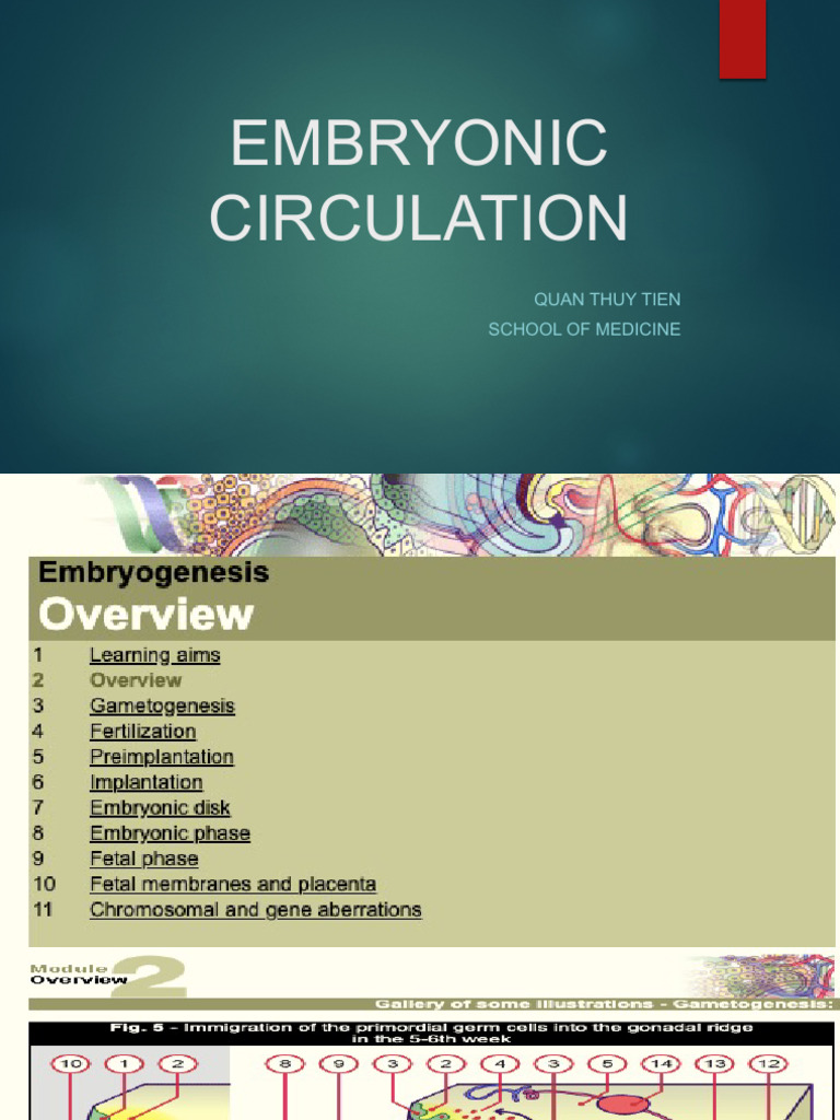 Embryonic Circulation | PDF