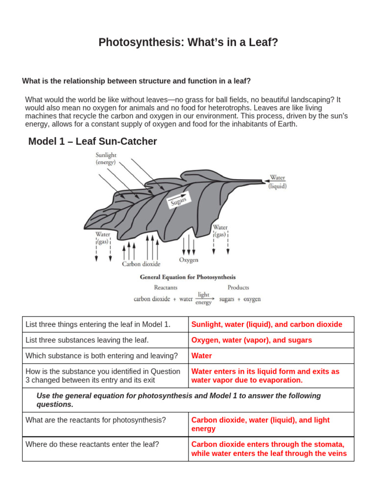Photosynthesis-What's in A Leaf Honors | PDF | Leaf | Stoma