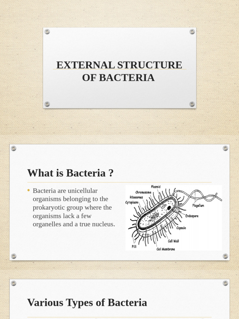 External Structure of Bacteria | PDF | Cell (Biology) | Bacteria