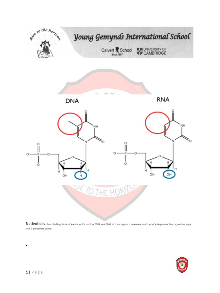 G 11 Biology Nucleic Acids & Protein Synthesis 17 May 2022 | PDF ...