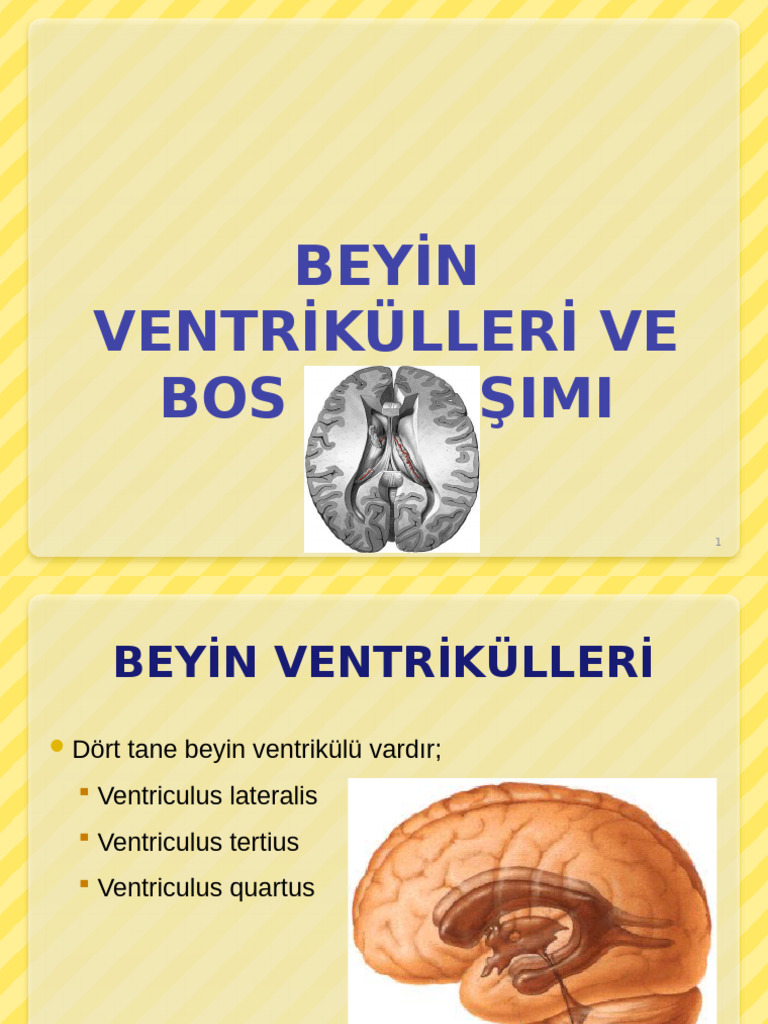 18-Beyin Ventrikülleri Ve Serobrospinal Sıvı Dolaşımı | PDF