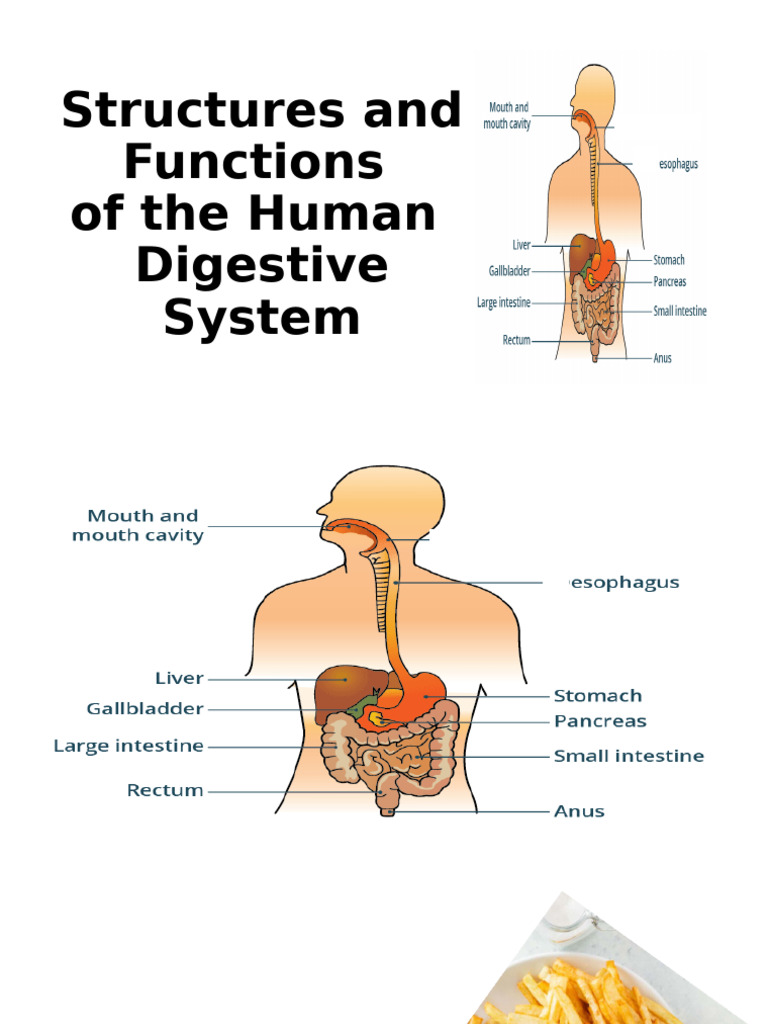 Structures and Functions of The Digestive System | PDF | Stomach ...