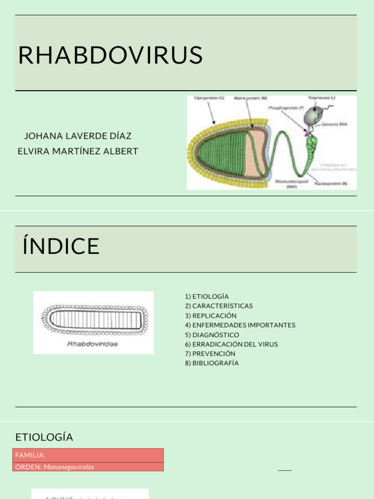 Presentación Virus | PDF | Virus | Rabia