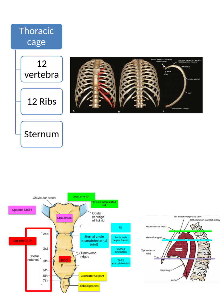 1-Vertebra and Ribs | PDF | Vertebra | Thorax (Human Anatomy)