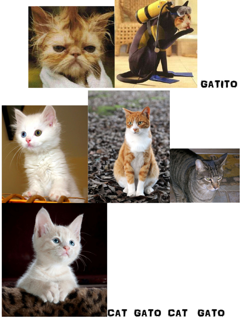 GATITO | PDF