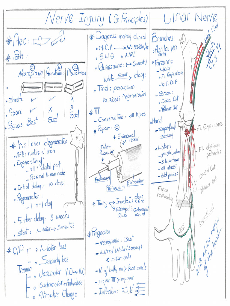 Peripheral Nerves Injuries - DR Moatz Atlas | PDF