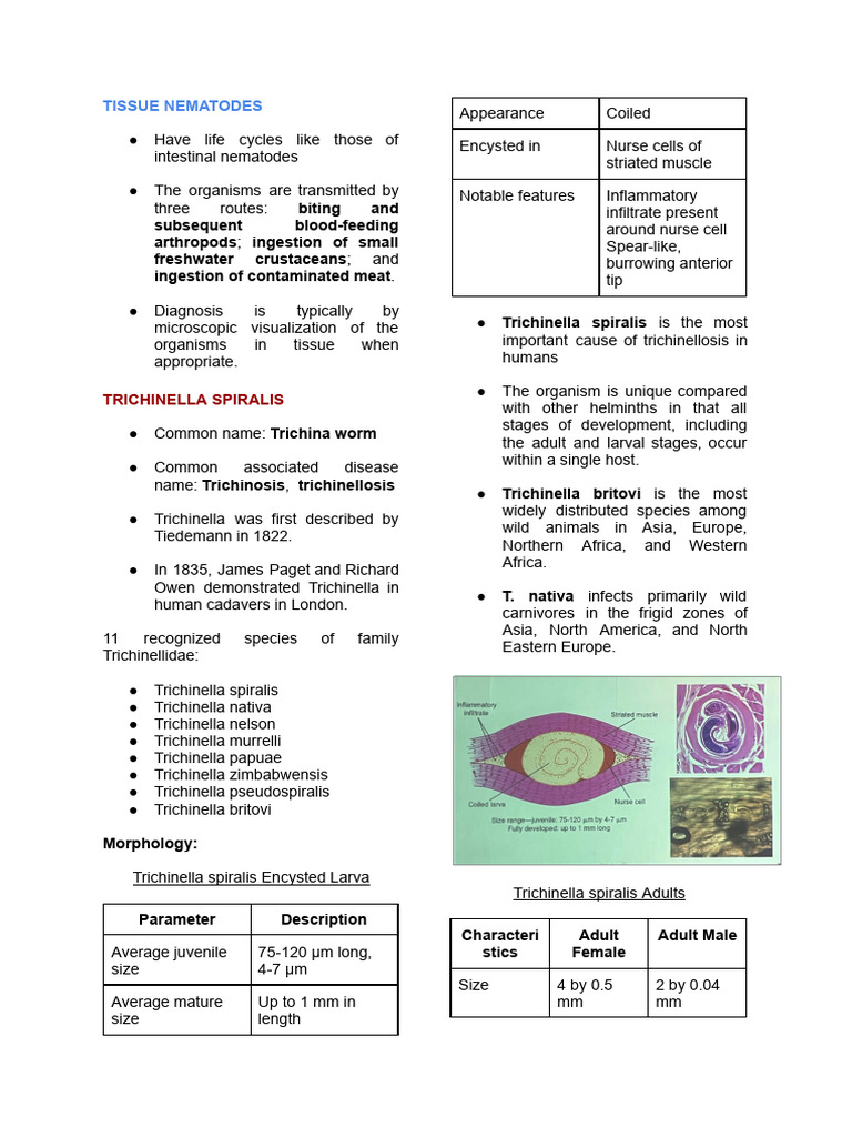 Tissue Nematodes | PDF | Medical Specialties | Clinical Medicine