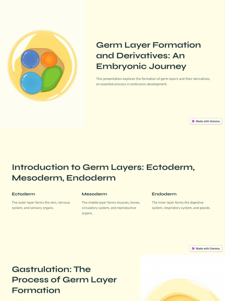 Germ Layer Formation and Derivatives An Embryonic Journey | PDF | Biology | Anatomy