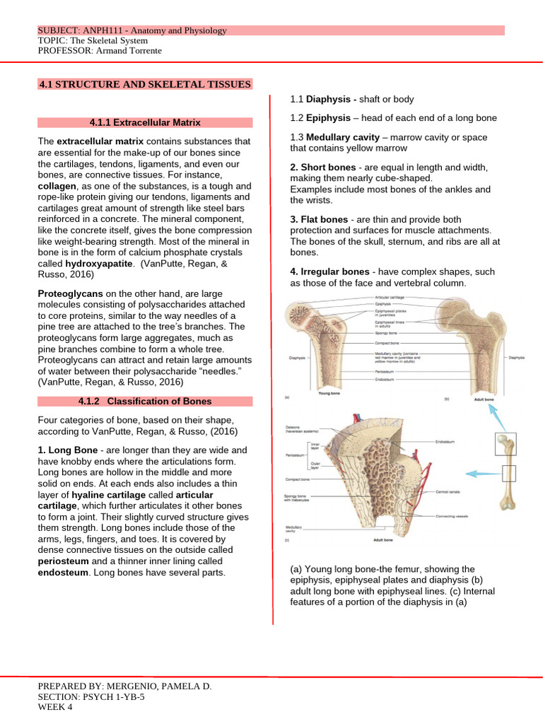 Understanding the Skeletal System | PDF | Vertebral Column | Bone