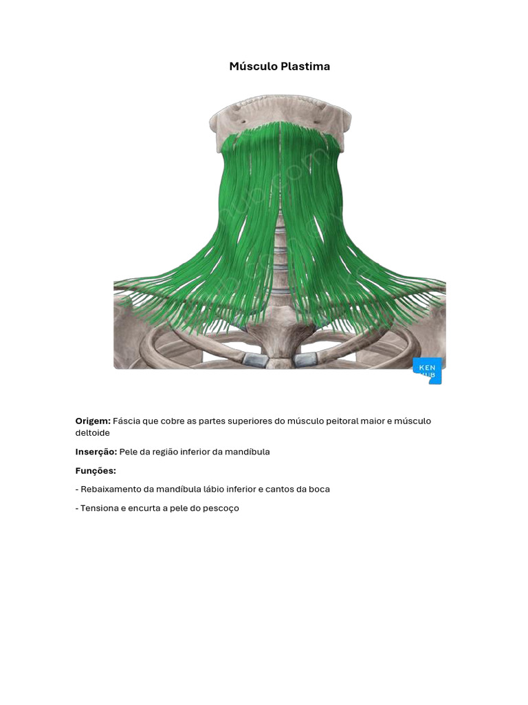 Músculo Plastima | PDF