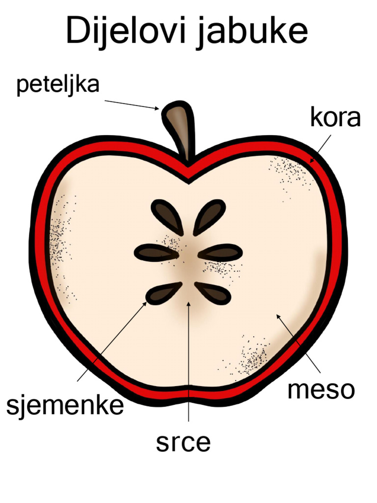 Dijelovi Jabuke | PDF