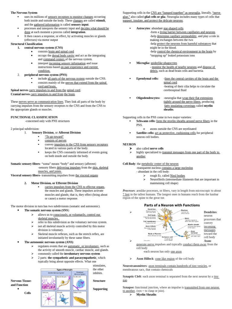 REVIEW Nervous System-Special Senses | PDF | Autonomic Nervous System ...