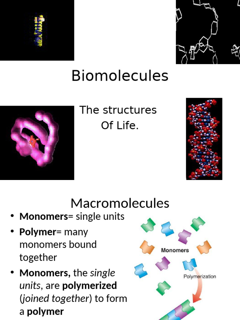 Biomolecules - IGCSE CIE Biology Notes | PDF | Polysaccharide | Glycogen