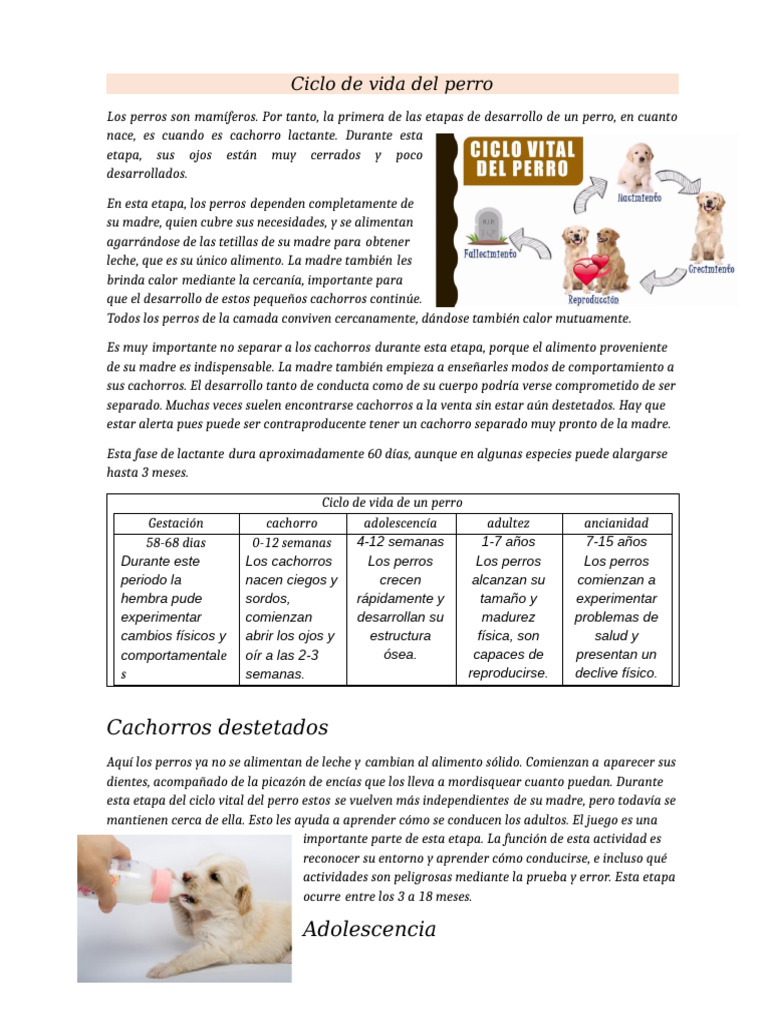 Etapas del ciclo de vida del perro | PDF | Perros | Adultos
