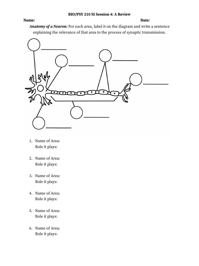 Anatomy of a Synapse Worksheet | PDF