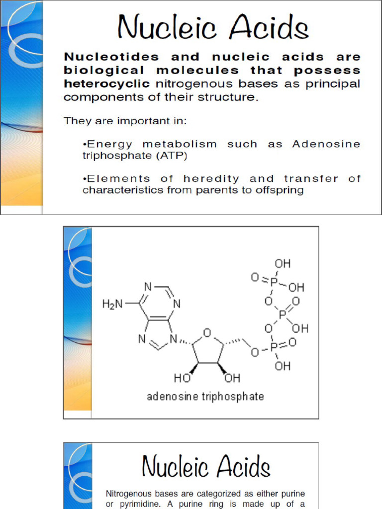 Biomolecules Nucleic Acids | PDF