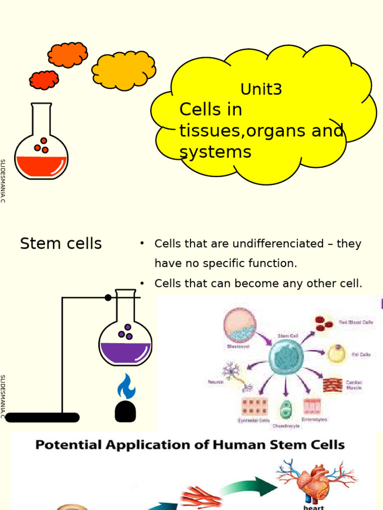 Unit 3 Cells in Tissue | PDF