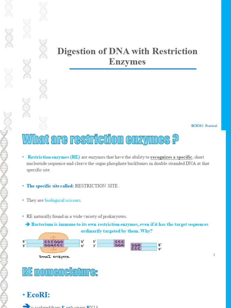 Restriction Enzyme Digestion Protocol | PDF | Restriction Enzyme | Dna