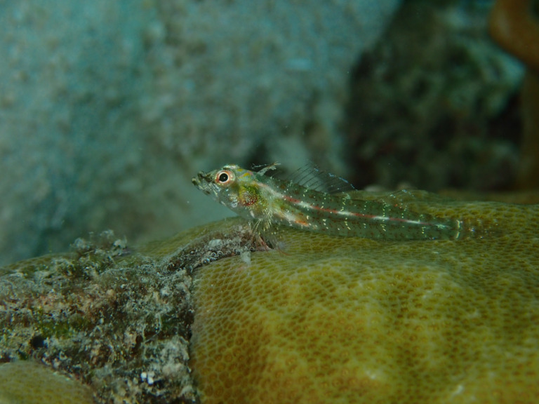 Blenny | PDF