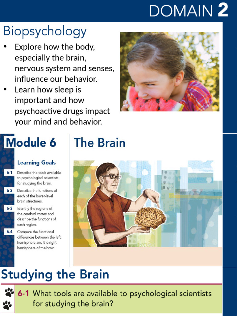 The Brain Powerpoint | PDF | Cerebral Hemisphere | Lateralization Of ...