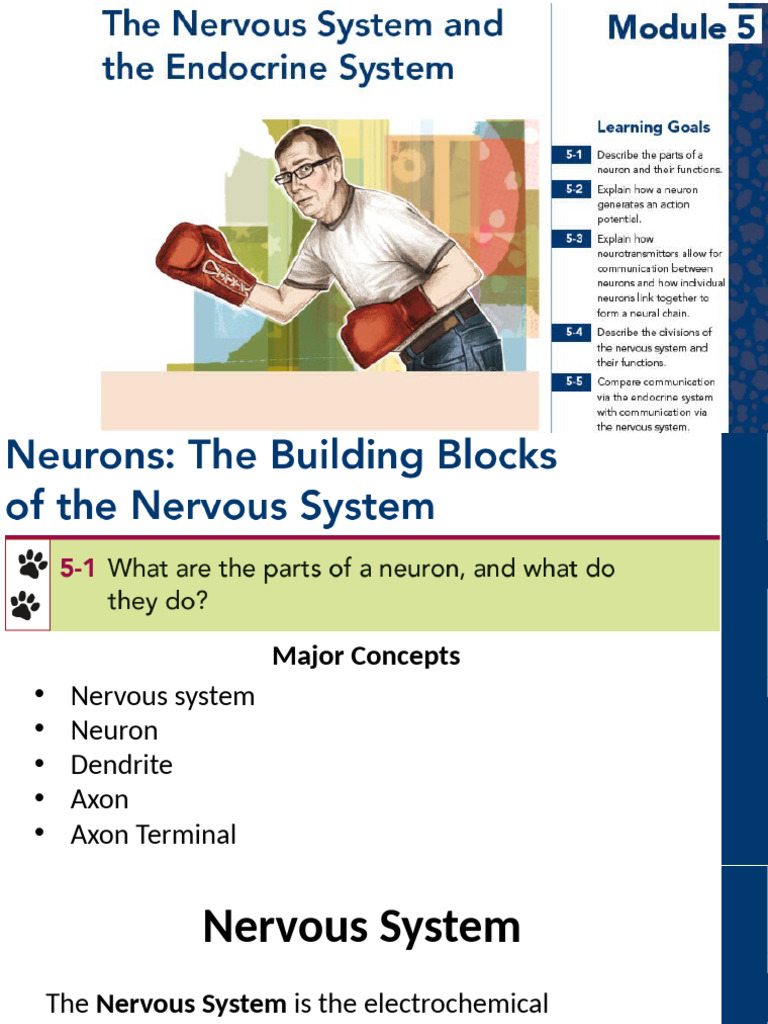 Endocrine System Overview and Functions | PDF | Neuron | Nervous System