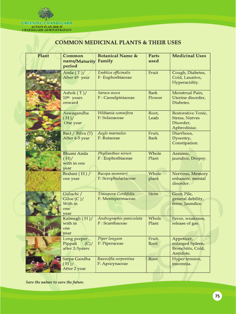 Medical Plant18 | PDF