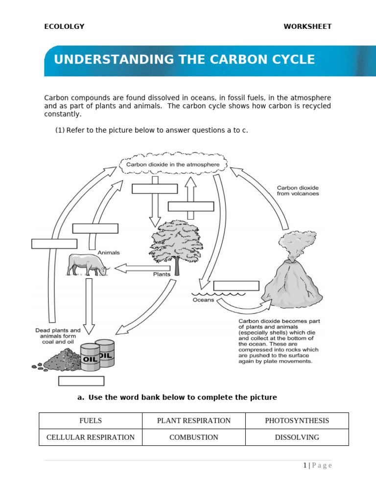 Worksheet - Carbon Cycle | PDF | Carbon Cycle | Carbon Dioxide