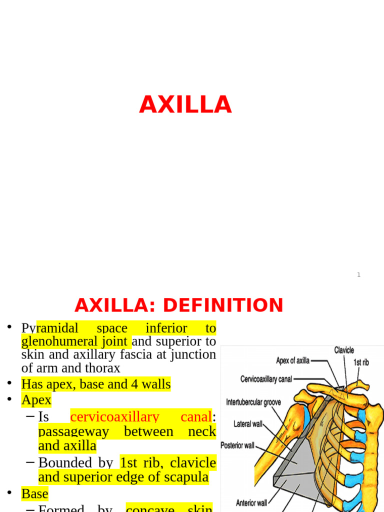 Upper Limb Lecture 2 | PDF | Arm | Thumb
