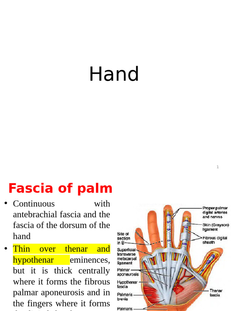 Upper Limb Lecture 3 | PDF | Thumb | Hand