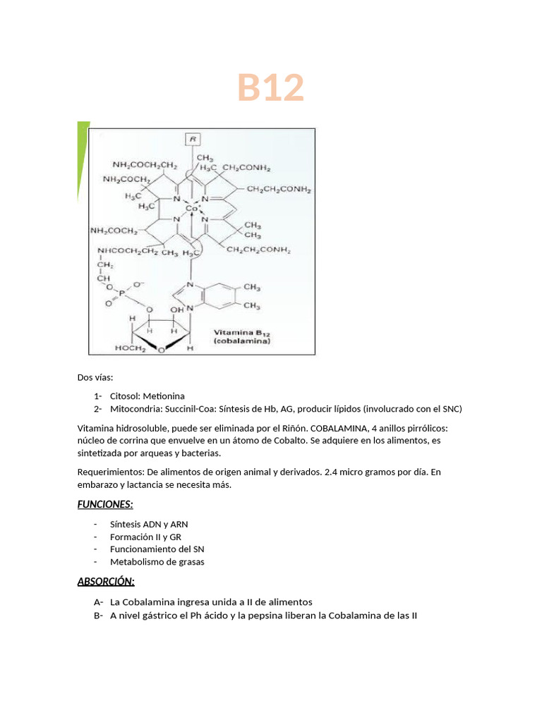 Funciones y Absorción de Vitamina B12 | PDF | Vitamina B12 | Biomoléculas