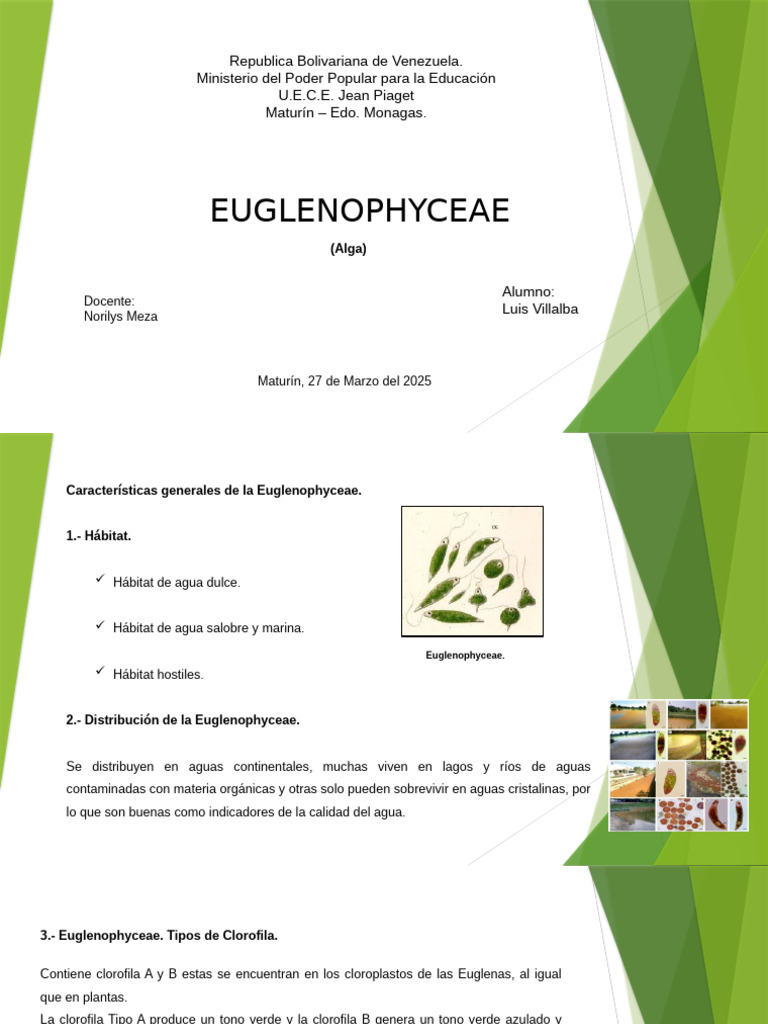 Euglenophyceae._095555 | PDF | Biología