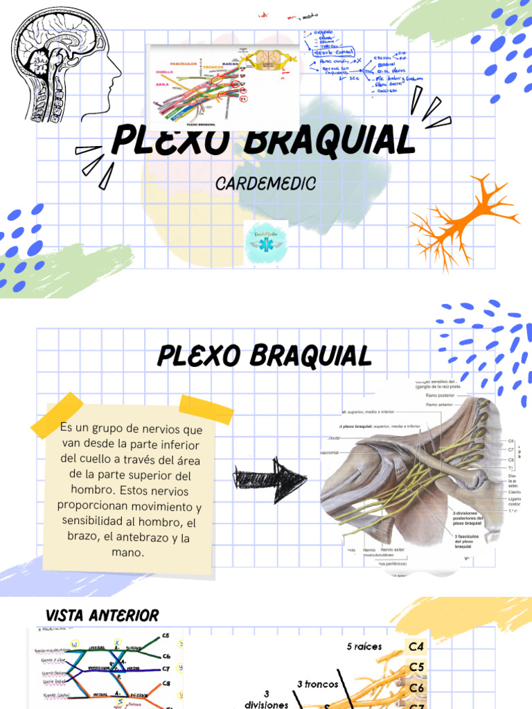Plexo Braquial - Udocz - 250308 - 100246 | PDF | Sistema musculoesquelético | Extremidades ...