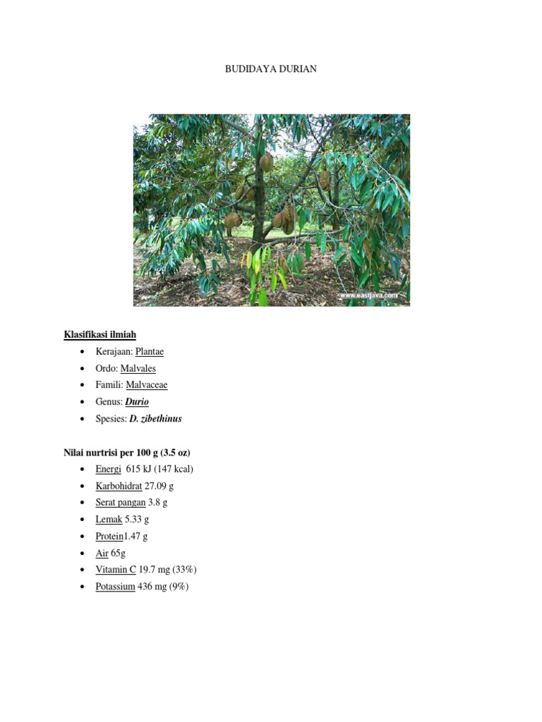 Panduan Budidaya Tanaman Durian | PDF